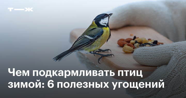 Чем можно и нельзя кормить птиц зимой 6 полезных угощений для зимующих